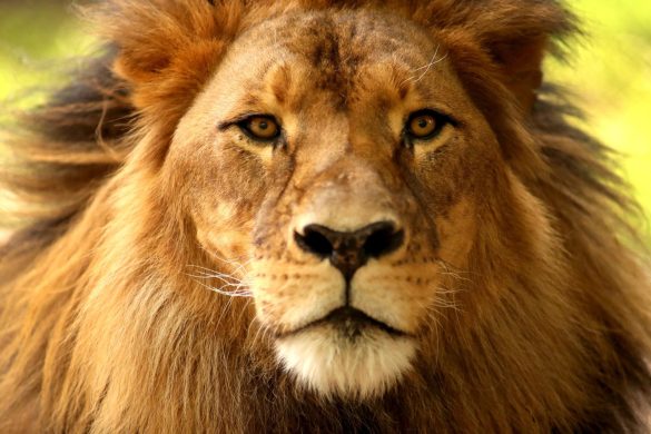 Una mujer con heridas graves por el ataque de un león en un zoológico ...