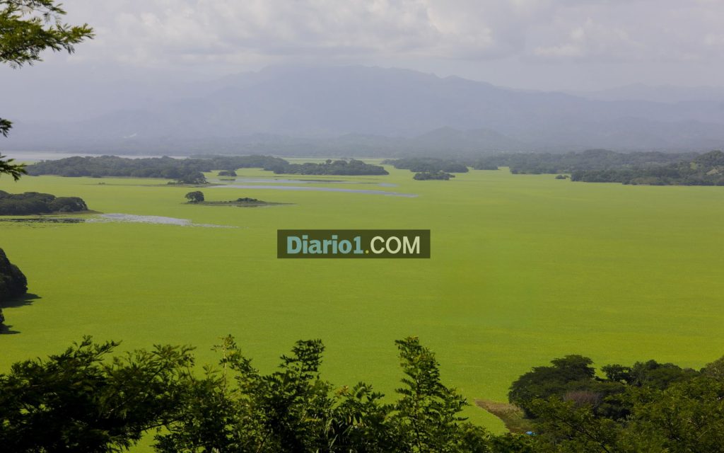 Proliferación de lechuga acuática asfixia al Lago Suchitlán - Diario1
