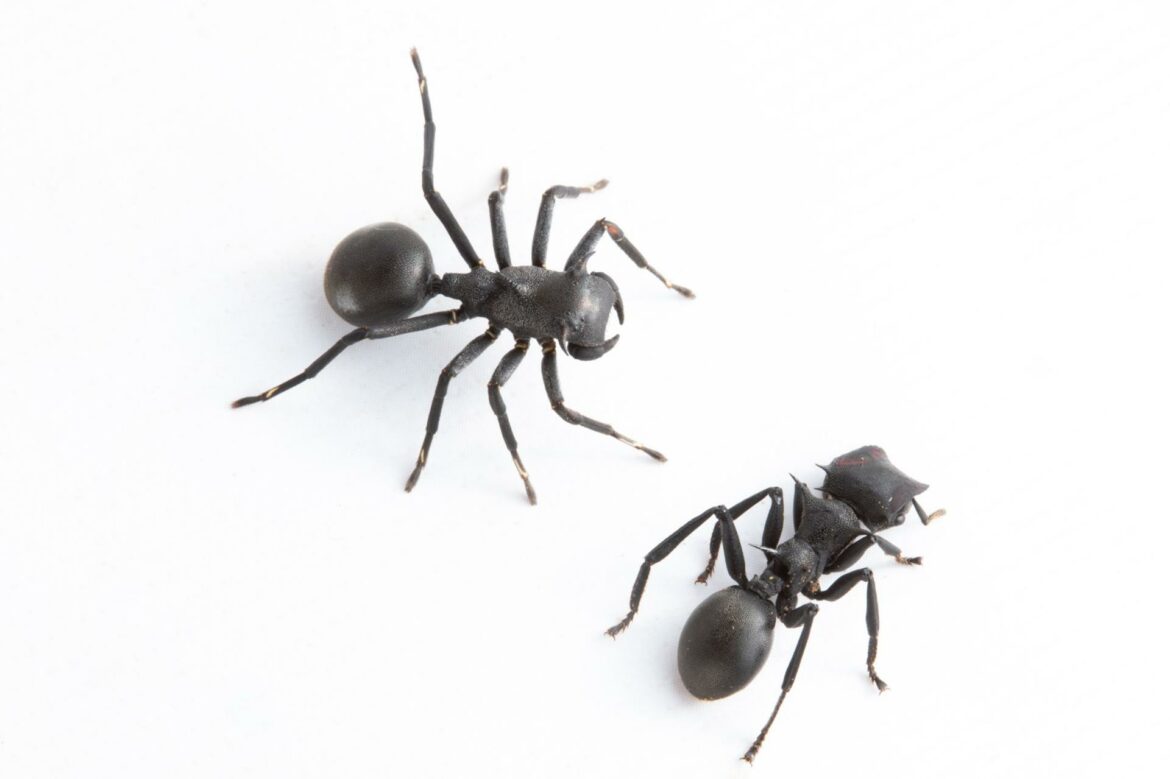 Describen una nueva especie de araña que imita a hormigas para cazar y ...